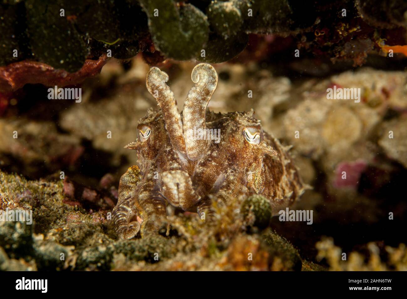 Ordre sepiida Banque de photographies et d’images à haute résolution ...