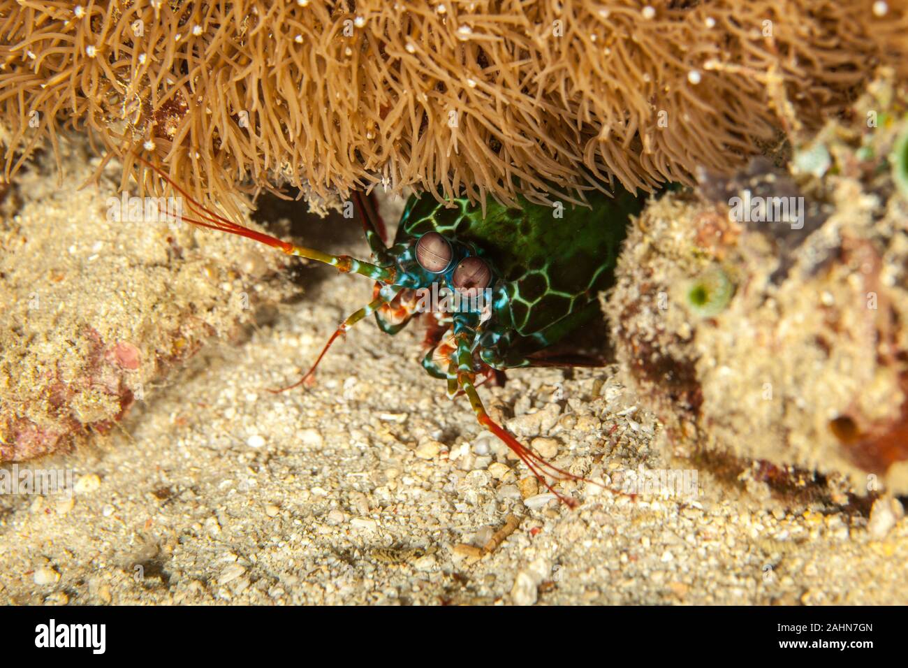 Peacock, arlequin crevettes mantis mantis shrimp, crevettes, mantis ...
