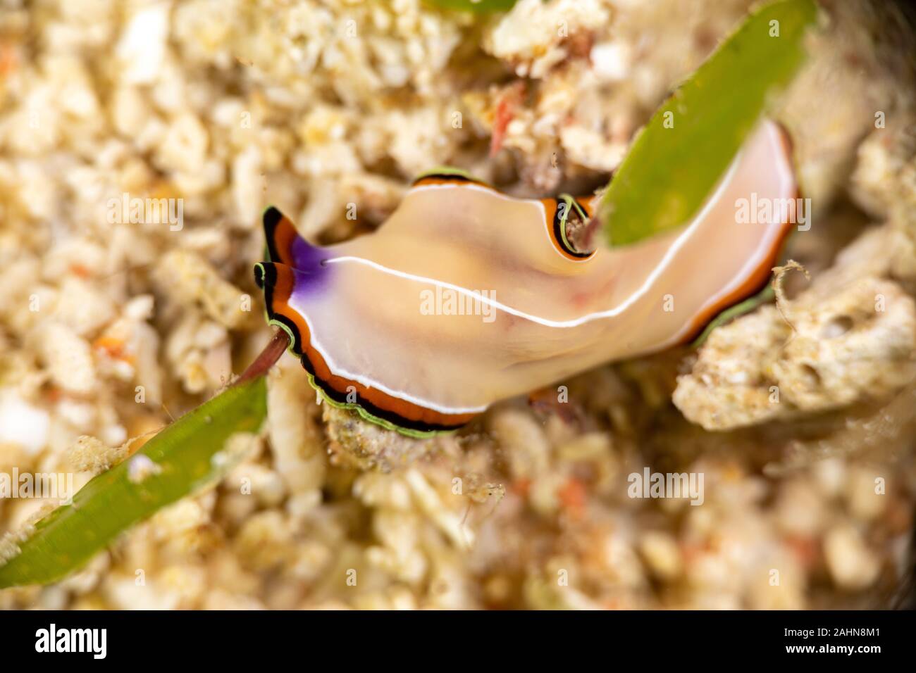 Phylum platyhelminthes Banque de photographies et d’images à haute ...