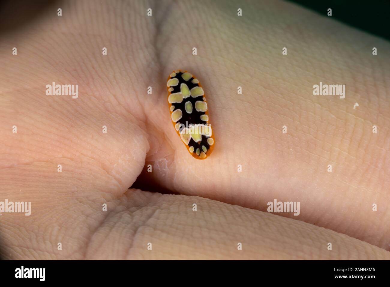 Phylum platyhelminthes Banque de photographies et d’images à haute ...