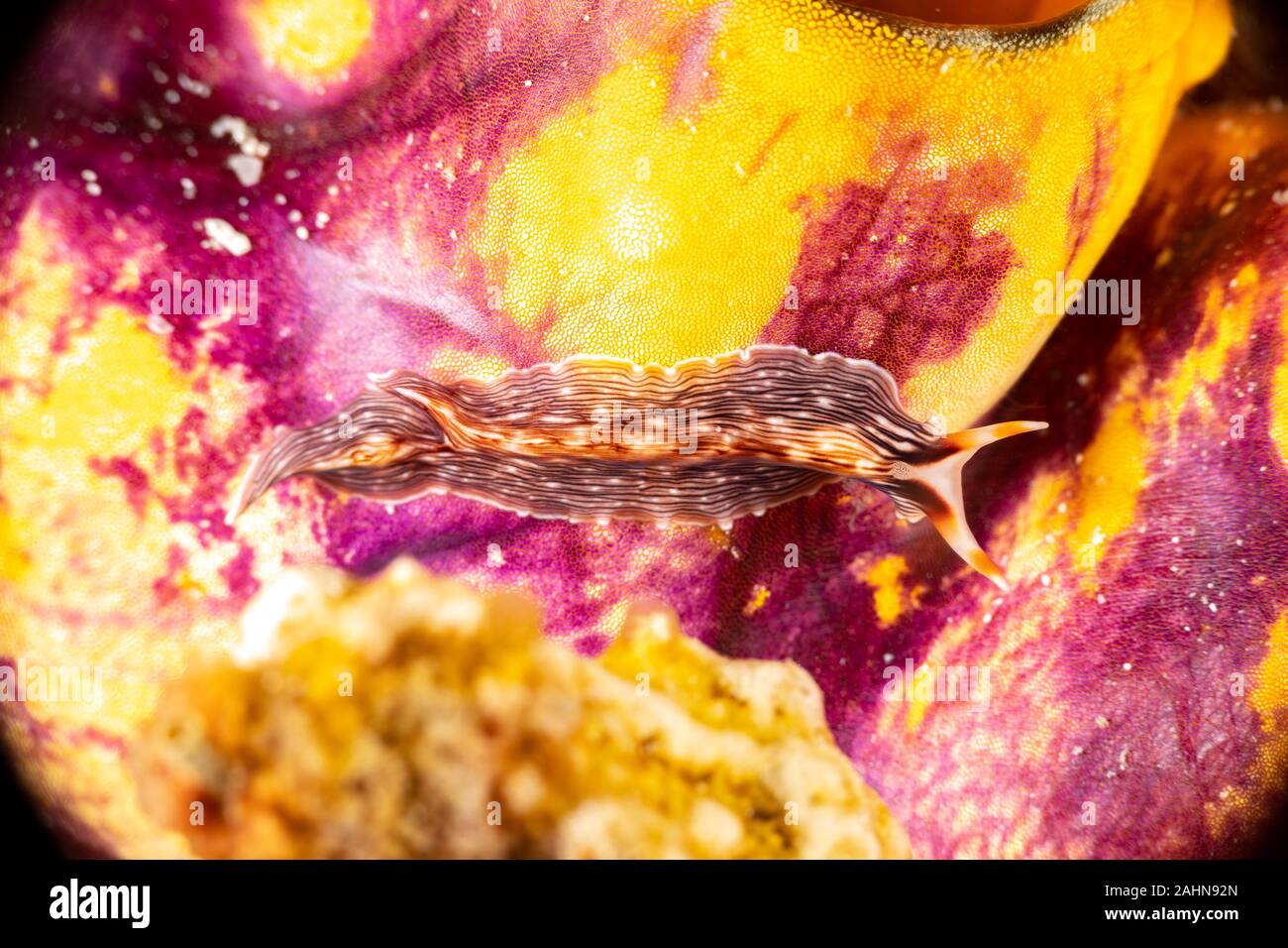 Phylum platyhelminthes Banque de photographies et d’images à haute ...