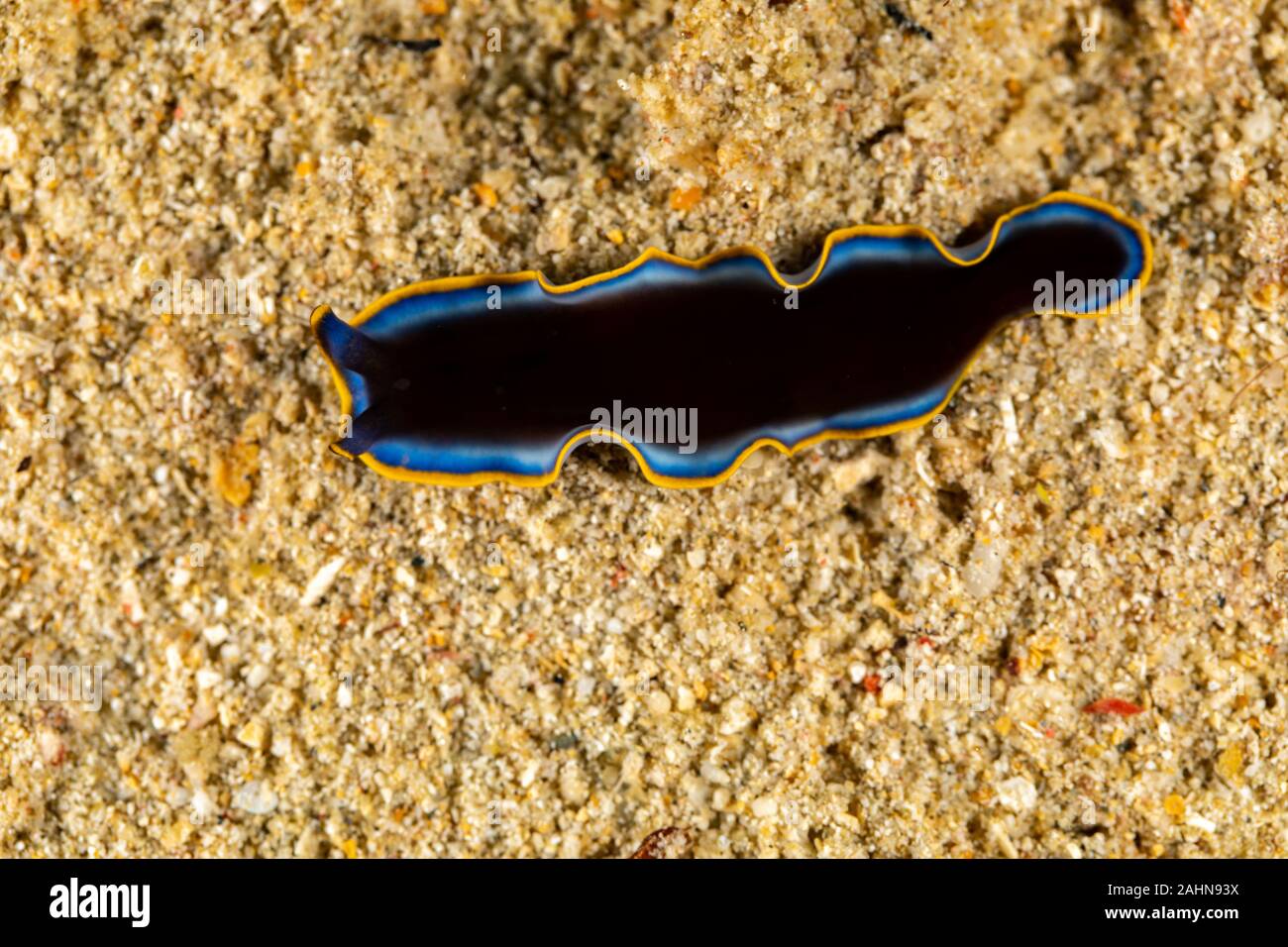 Phylum platyhelminthes Banque de photographies et d’images à haute ...