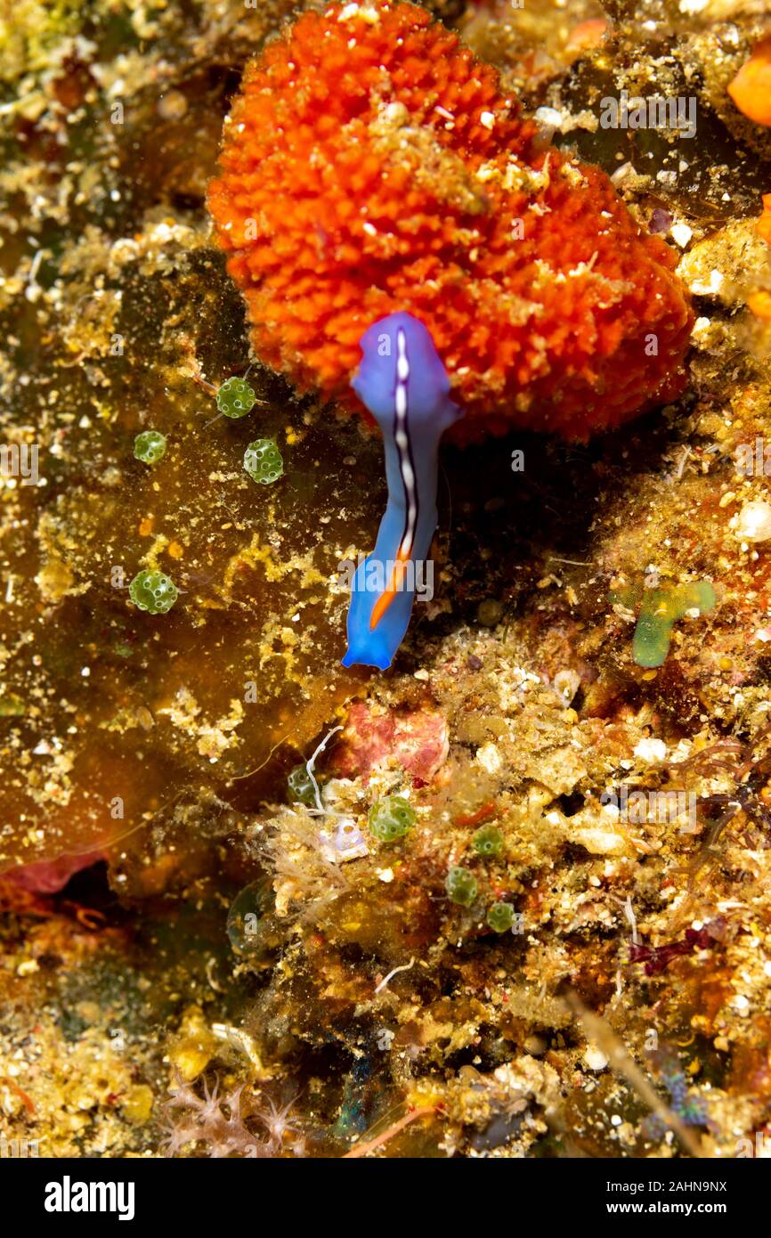 Phylum platyhelminthes Banque de photographies et d’images à haute ...