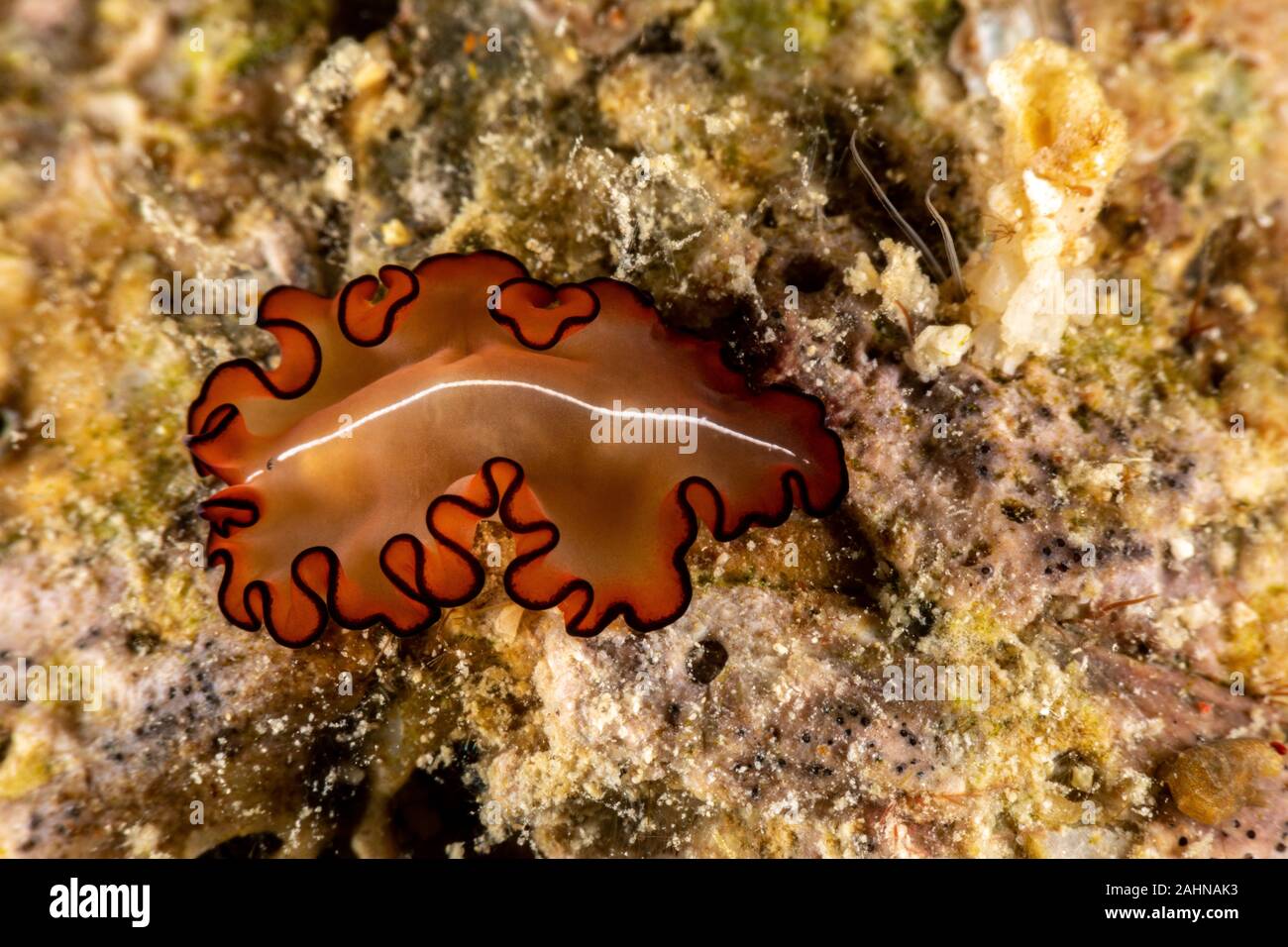 Phylum platyhelminthes Banque de photographies et d’images à haute ...