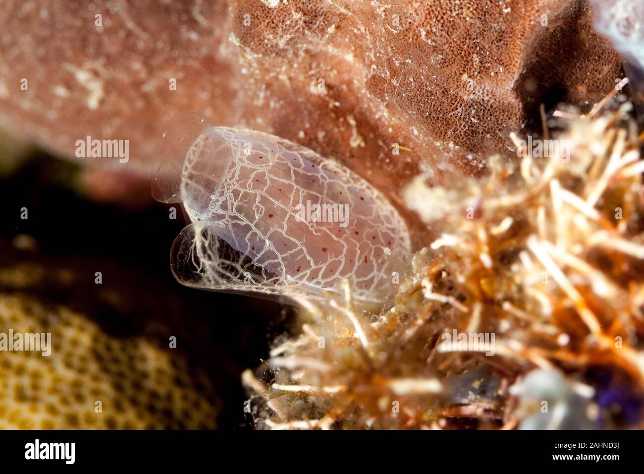Sea Squirt, ascidie plissée, ou vivant sur le récif Photo Stock - Alamy