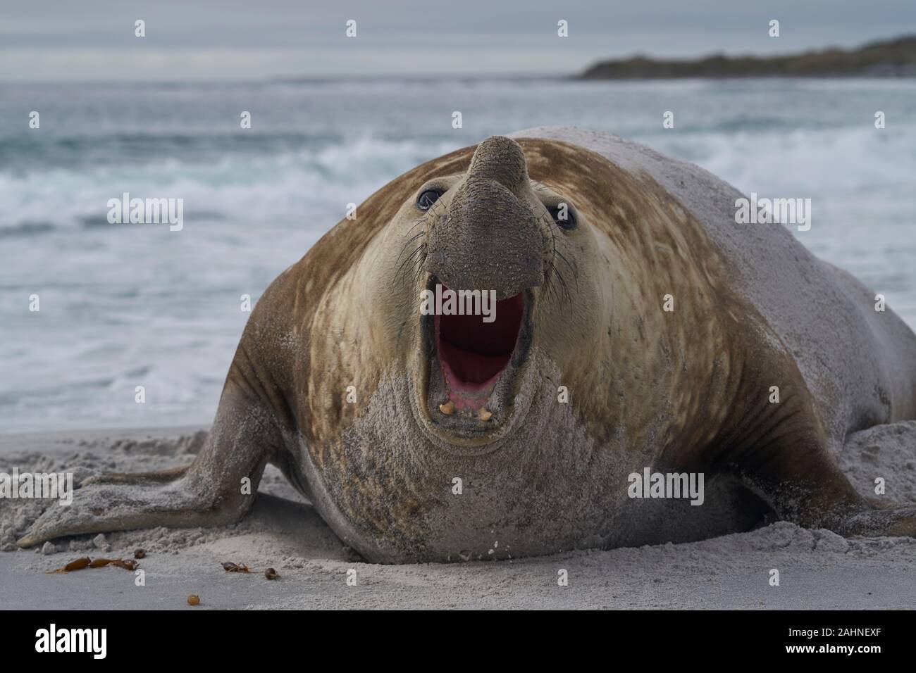 Grand mâle le Sud de l'Éléphant de mer (Mirounga leonina) pendant la ...