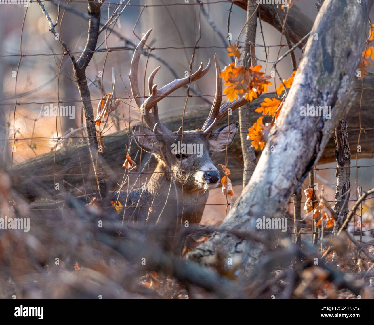 Un cerf de Virginie (Odocoileus virginianus) buck avec de grands bois ...
