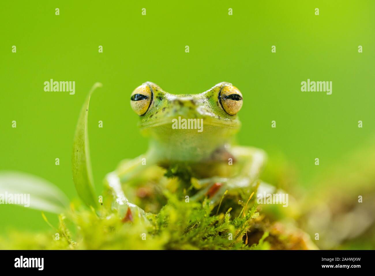 Grenouilles du costa rica Banque de photographies et d’images à haute ...