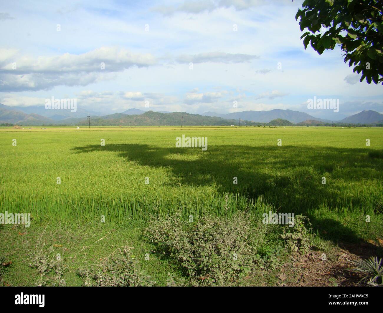 Riz pluvial pluvial Banque de photographies et d’images à haute ...