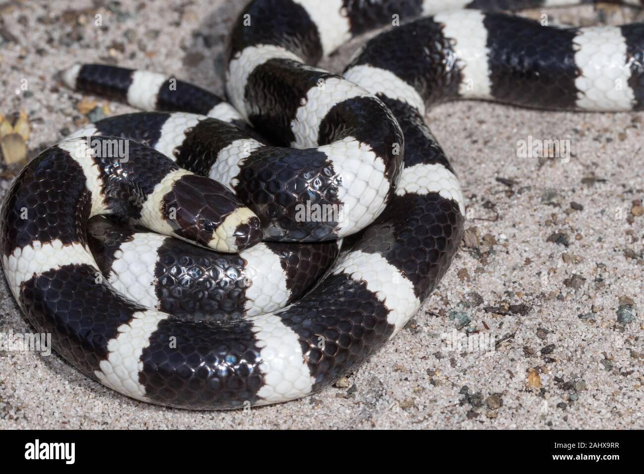 Bandy bandy Banque de photographies et d’images à haute résolution - Alamy