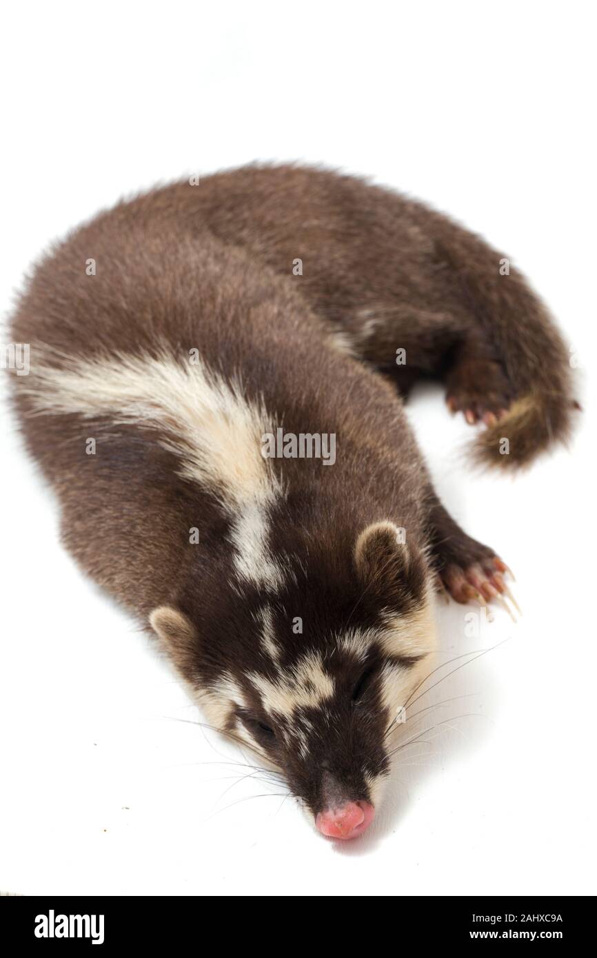 Le Javan ferret-blaireau (Melogale orientalis) est un mustélidé ...