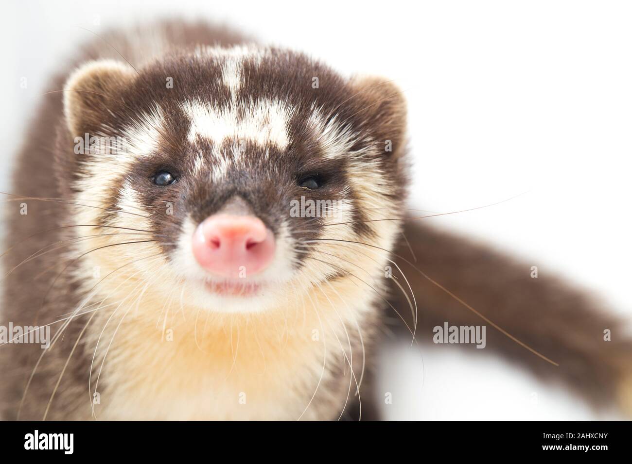 Le Javan ferret-blaireau (Melogale orientalis) est un mustélidé ...