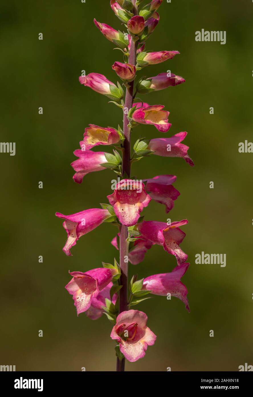 Digiplexis plant Banque de photographies et d’images à haute résolution ...