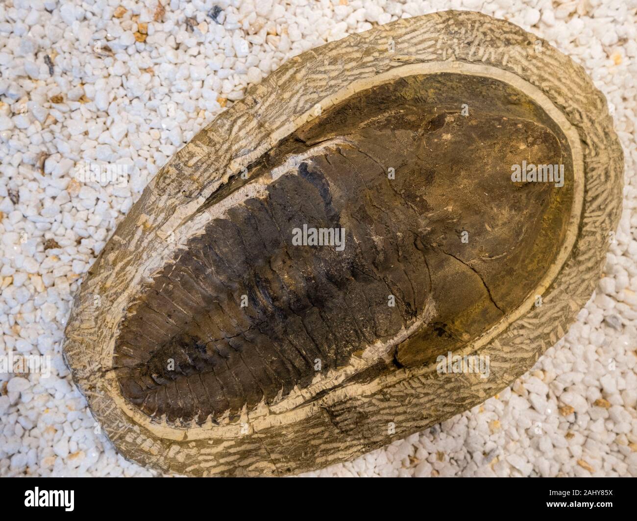 Les Trilobites Cambropallas Telesto Cambrico Centro De Interpretación