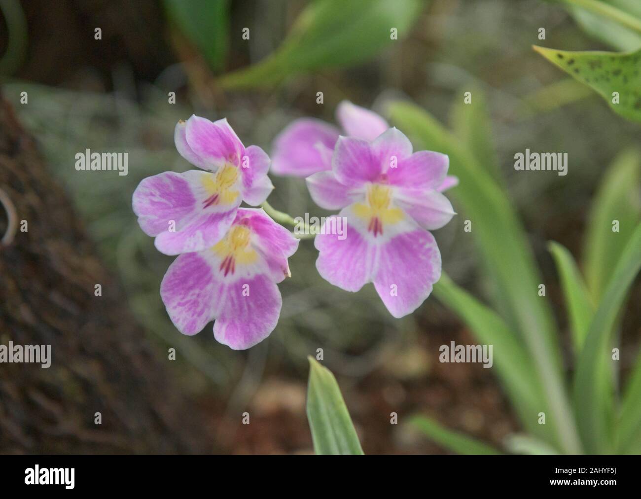 Ionopsis utricularioides Banque de photographies et d’images à haute ...