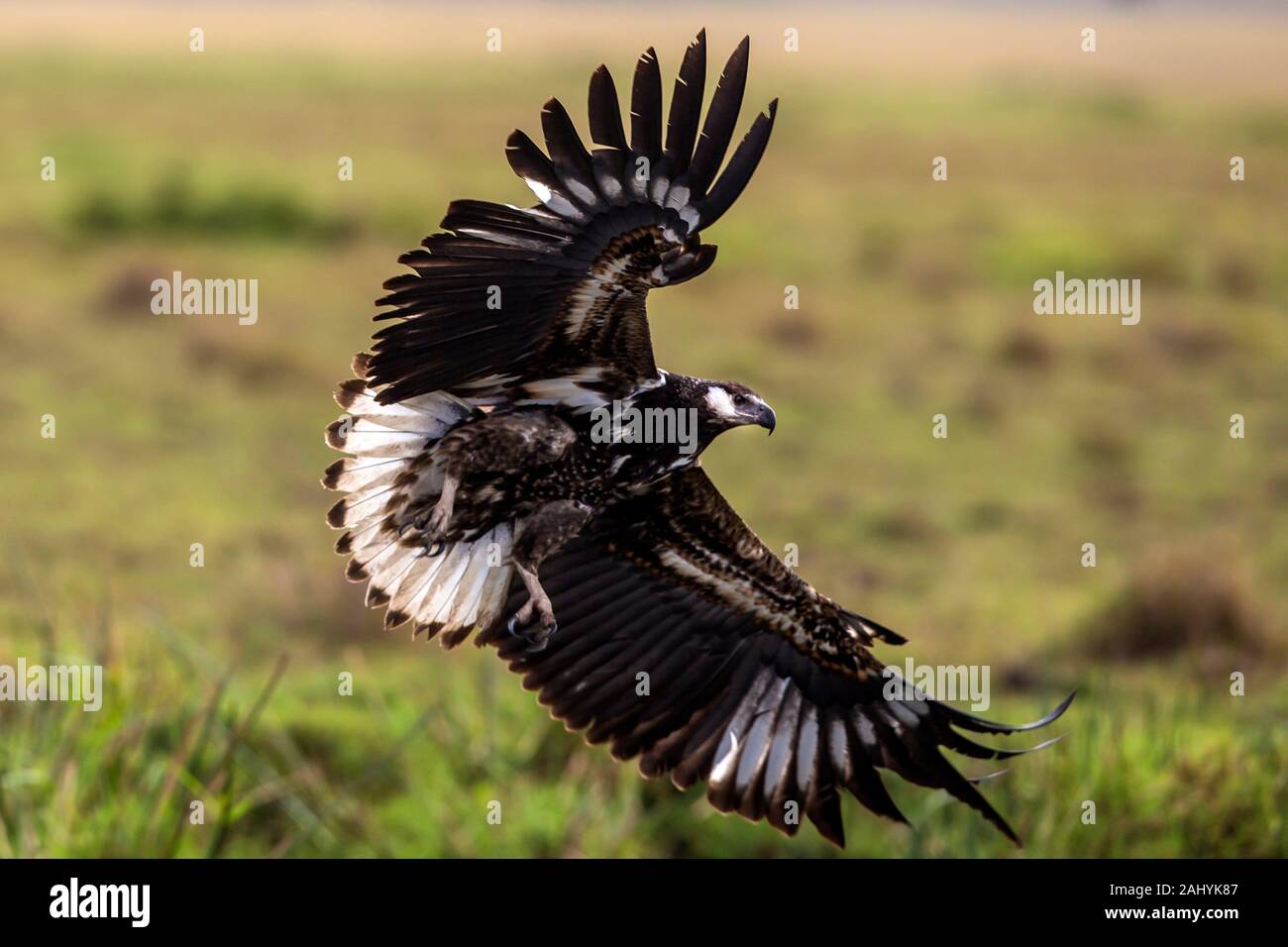 Poissons d'Afrique de l'aigle à la terre à partir d'un vol dans le ...