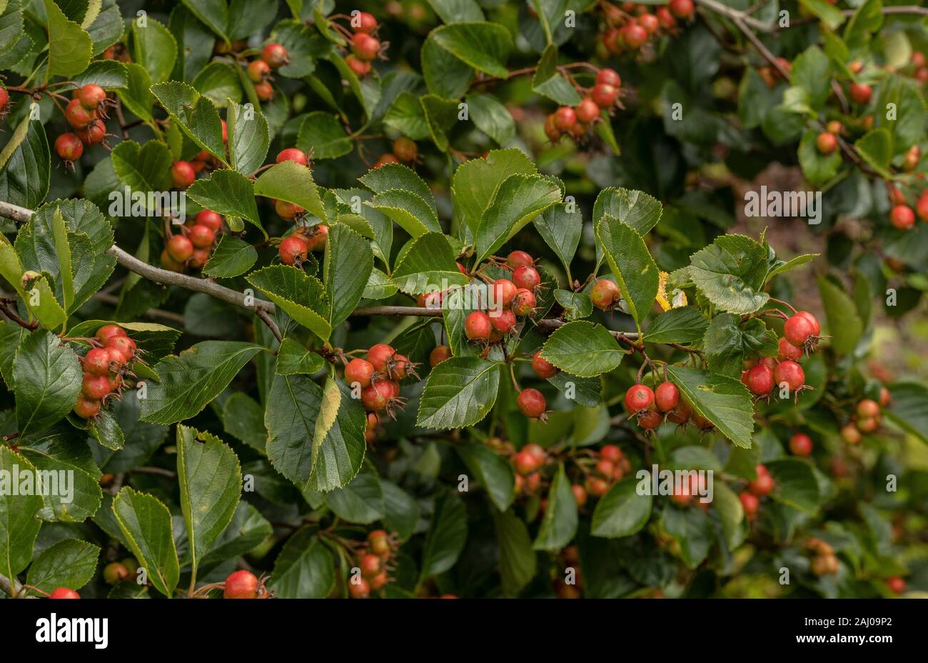 Crataegus crataegus prunifolia splendens Banque de photographies et d ...