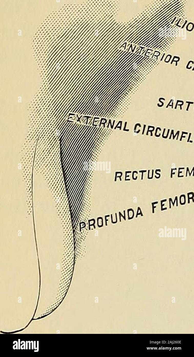 Chirurgie du dispositif . Fig. 193.-section transversale au tiers ...