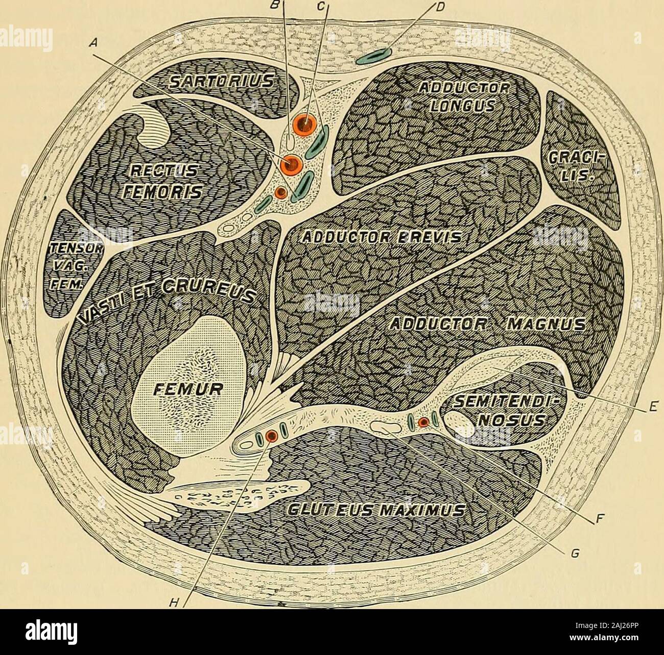 Nerf saphène Banque de photographies et d’images à haute résolution - Alamy