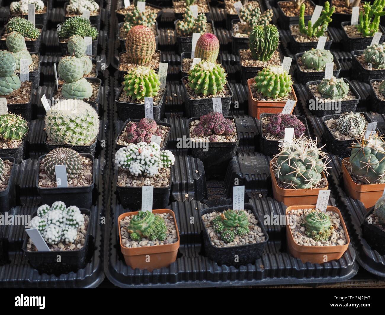Angiospermes eudicots Banque de photographies et d’images à haute ...