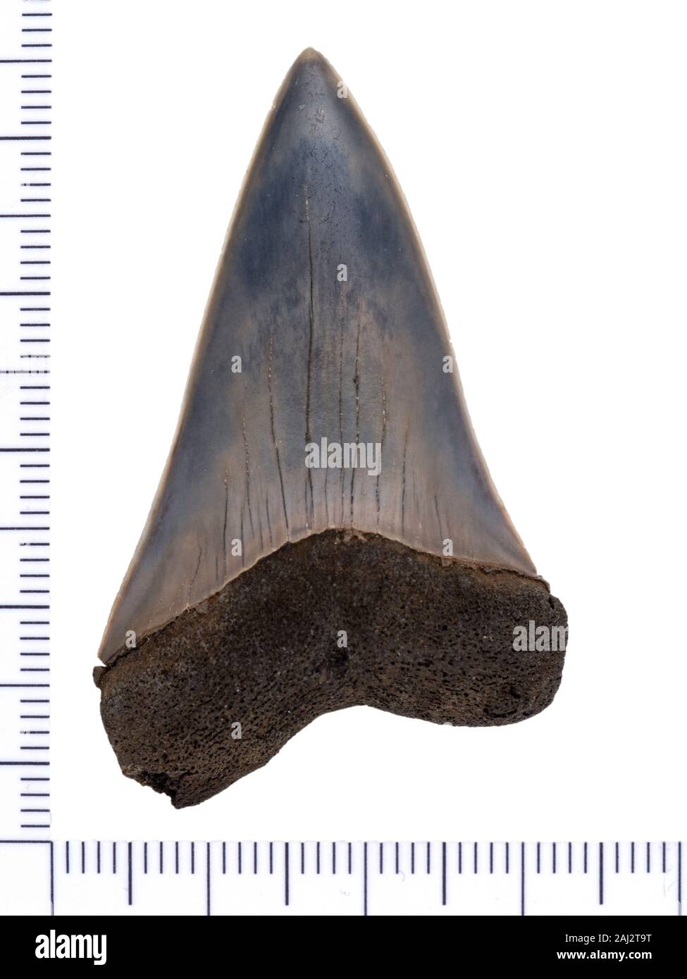 Dents De Requins Fossiles Banque d'image et photos - Alamy