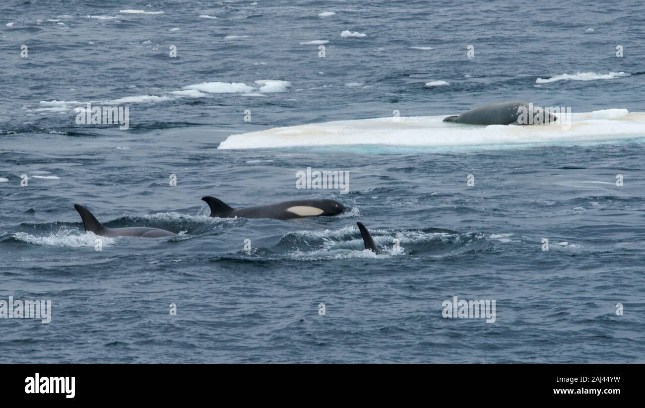 Antarctique.Une gousse d'Orcas (orque) (Orcinus orca) qui apprend aux ...