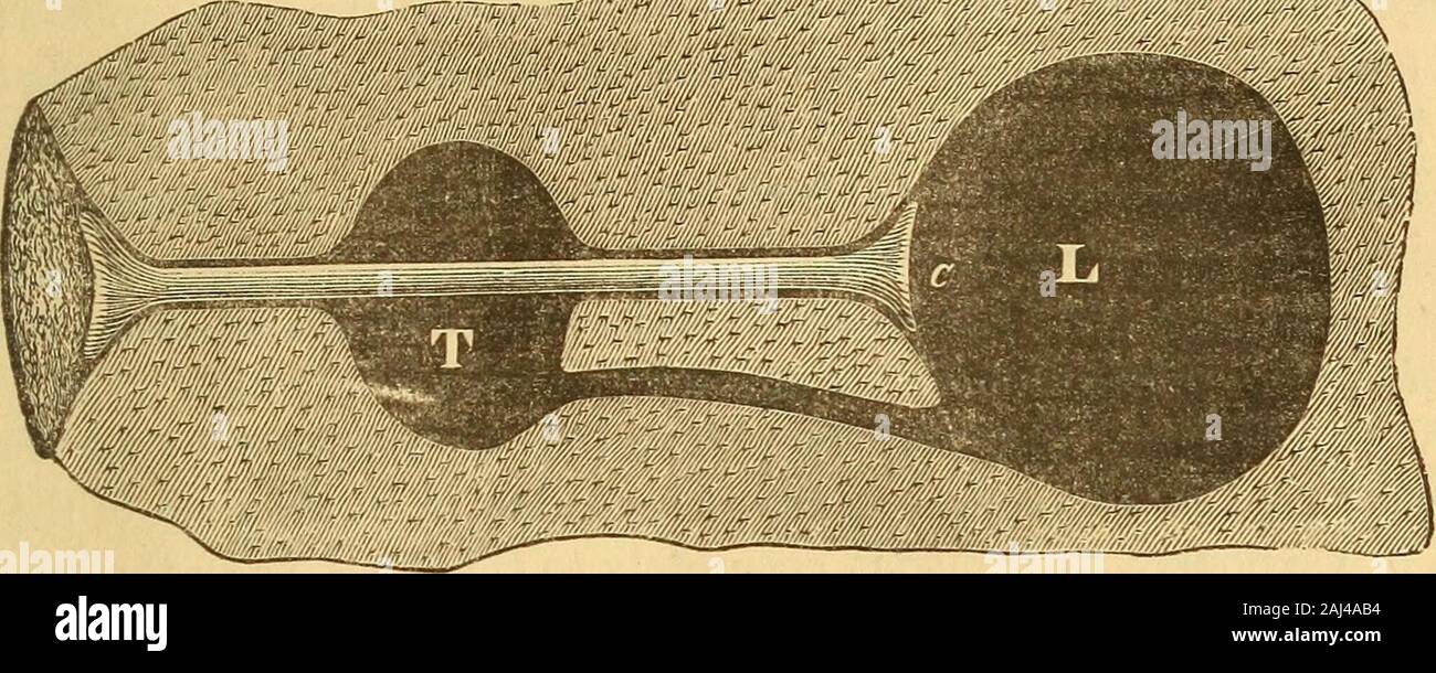 Labyrinthe osseux oreille Banque de photographies et d’images à haute ...