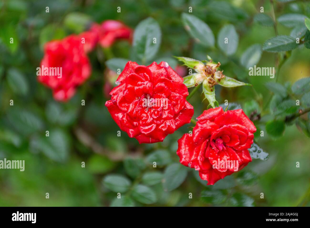 Détails de belle rose rouge fleur sur la végétation verte, dans la ...