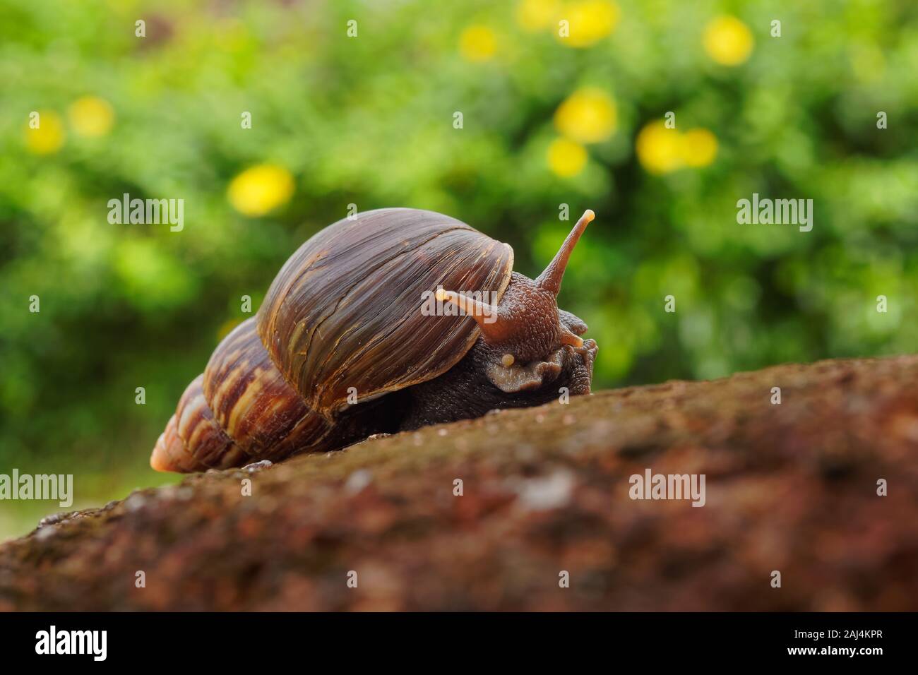 L'Escargot africain géant - Achatina fulica grand escargot dans ...
