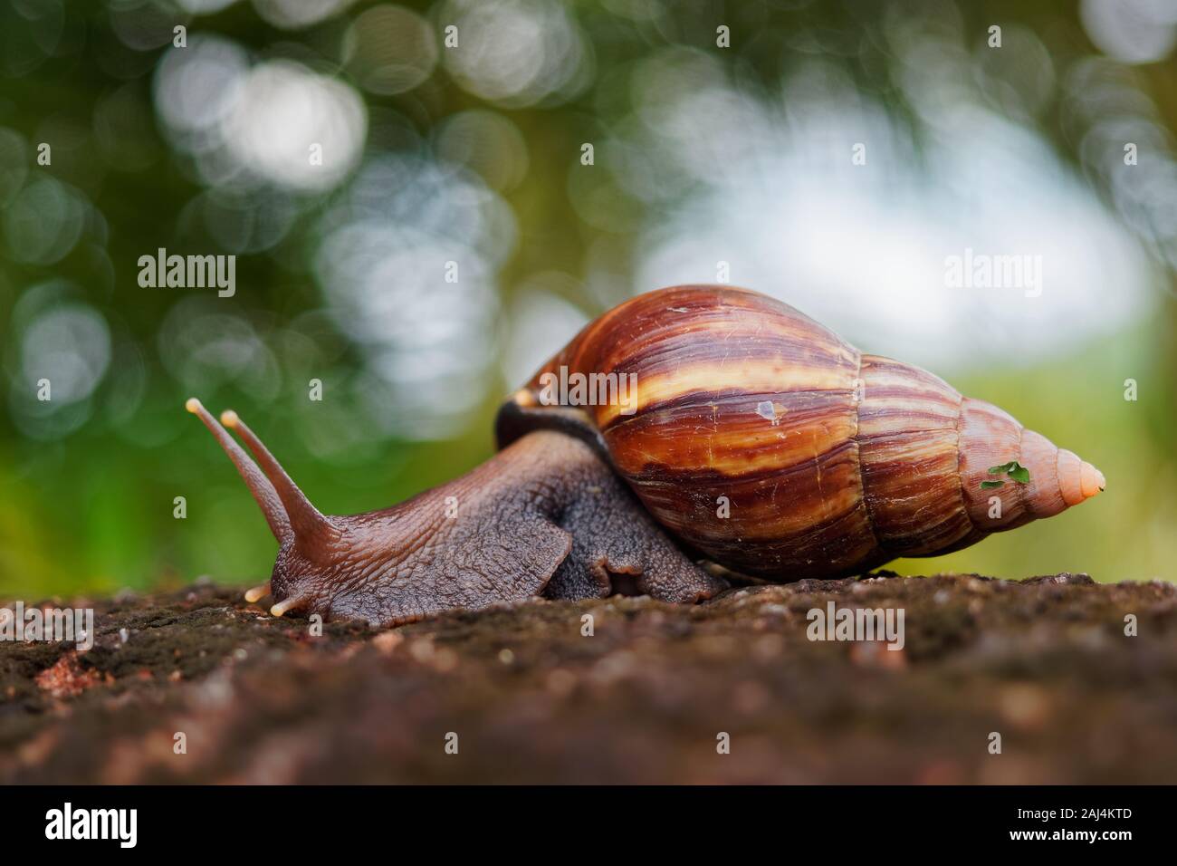 L'Escargot africain géant - Achatina fulica grand escargot dans ...
