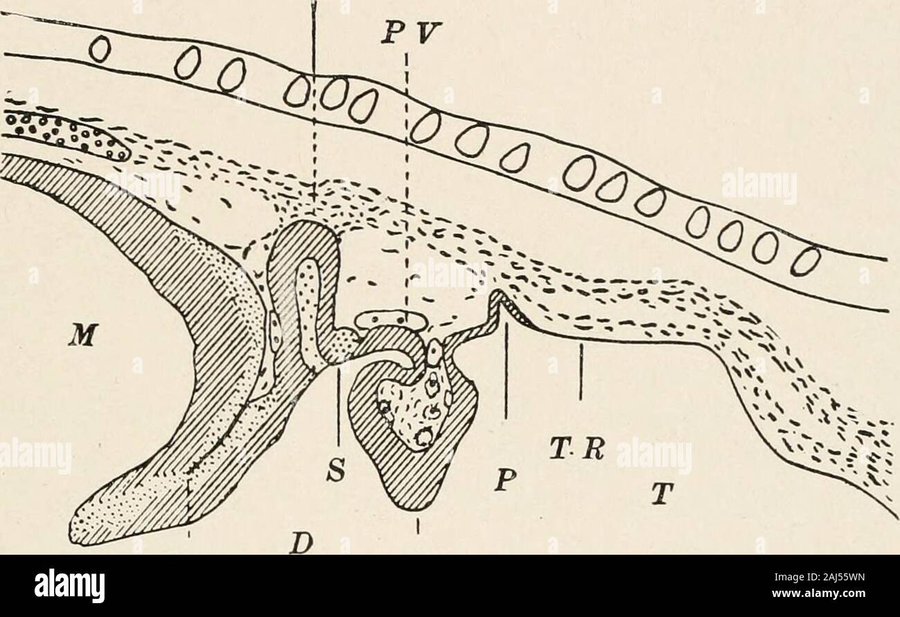 Preuve particulière Banque de photographies et d’images à haute ...