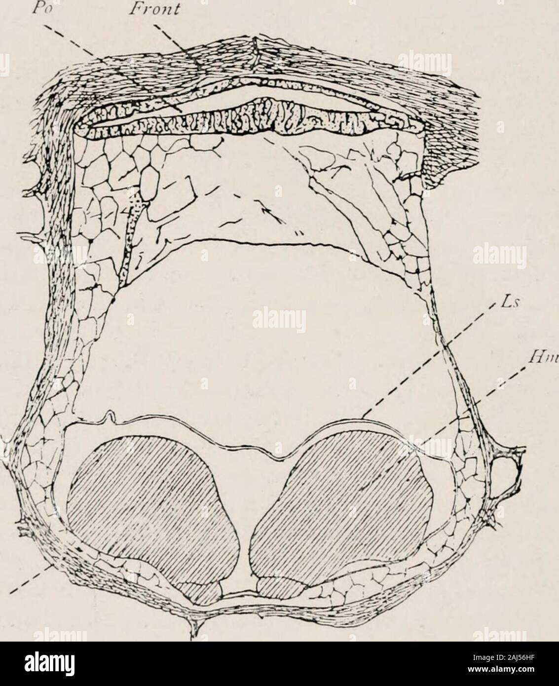 La morphologie et l'importance évolutive du corps pinéal : qui ...