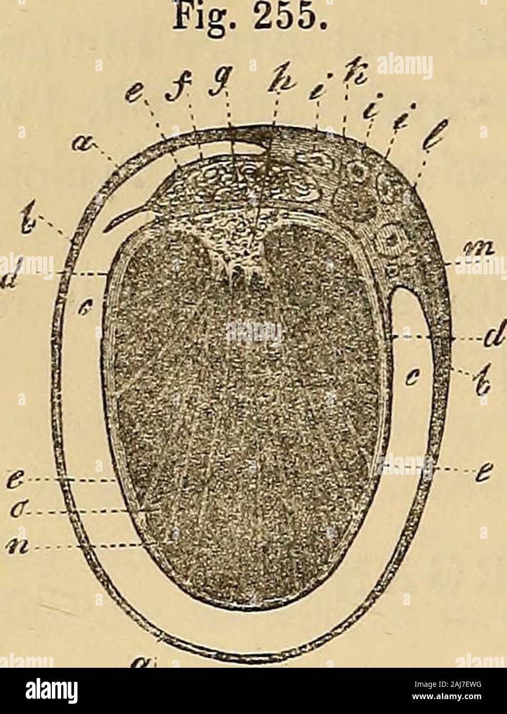 Histology testis Banque de photographies et d’images à haute résolution ...