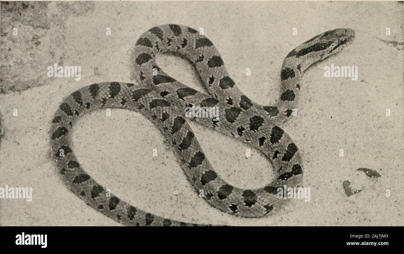 Common king snake Banque de photographies et d’images à haute ...