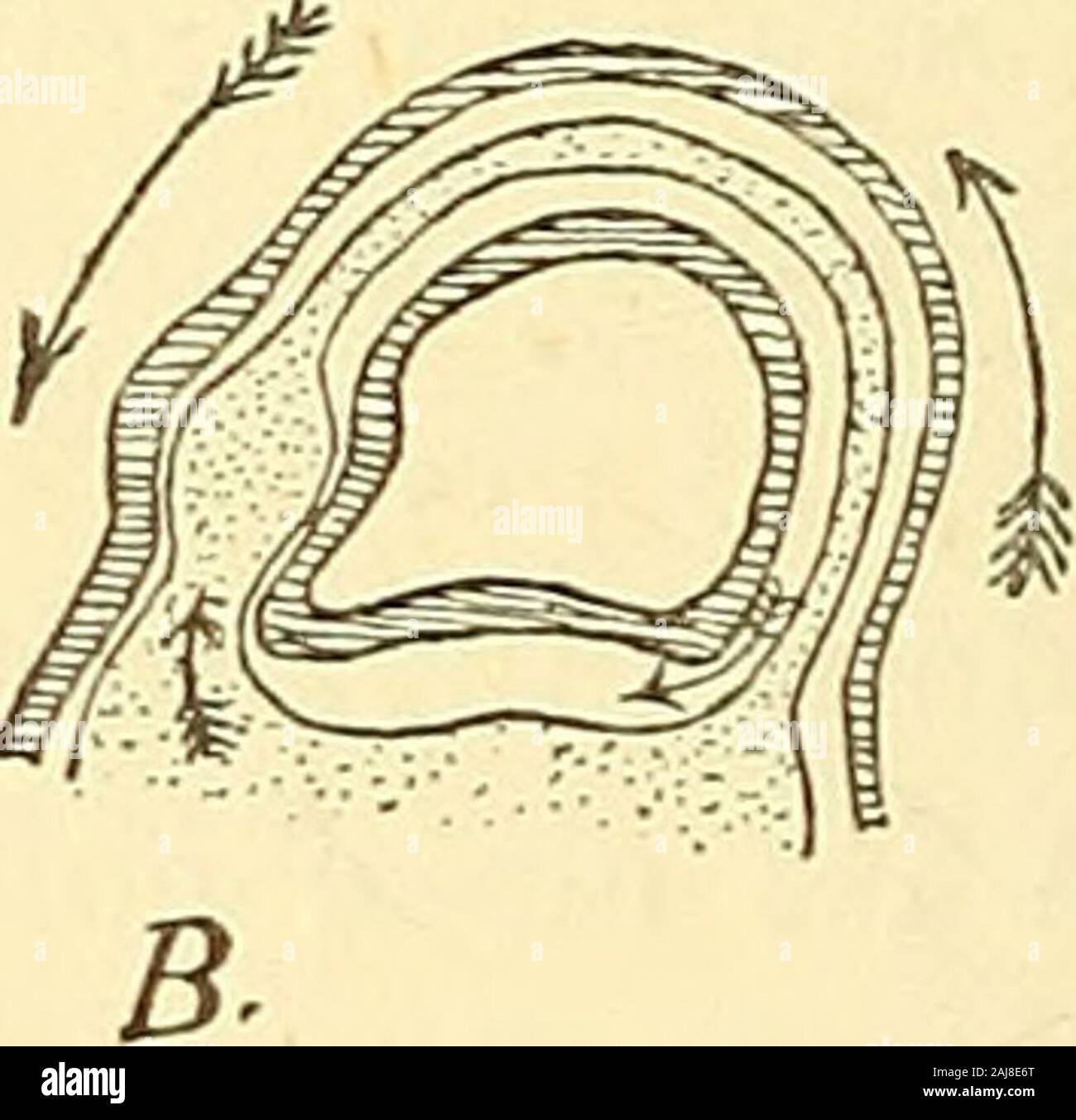 Labyrinthe osseux oreille Banque de photographies et d’images à haute ...