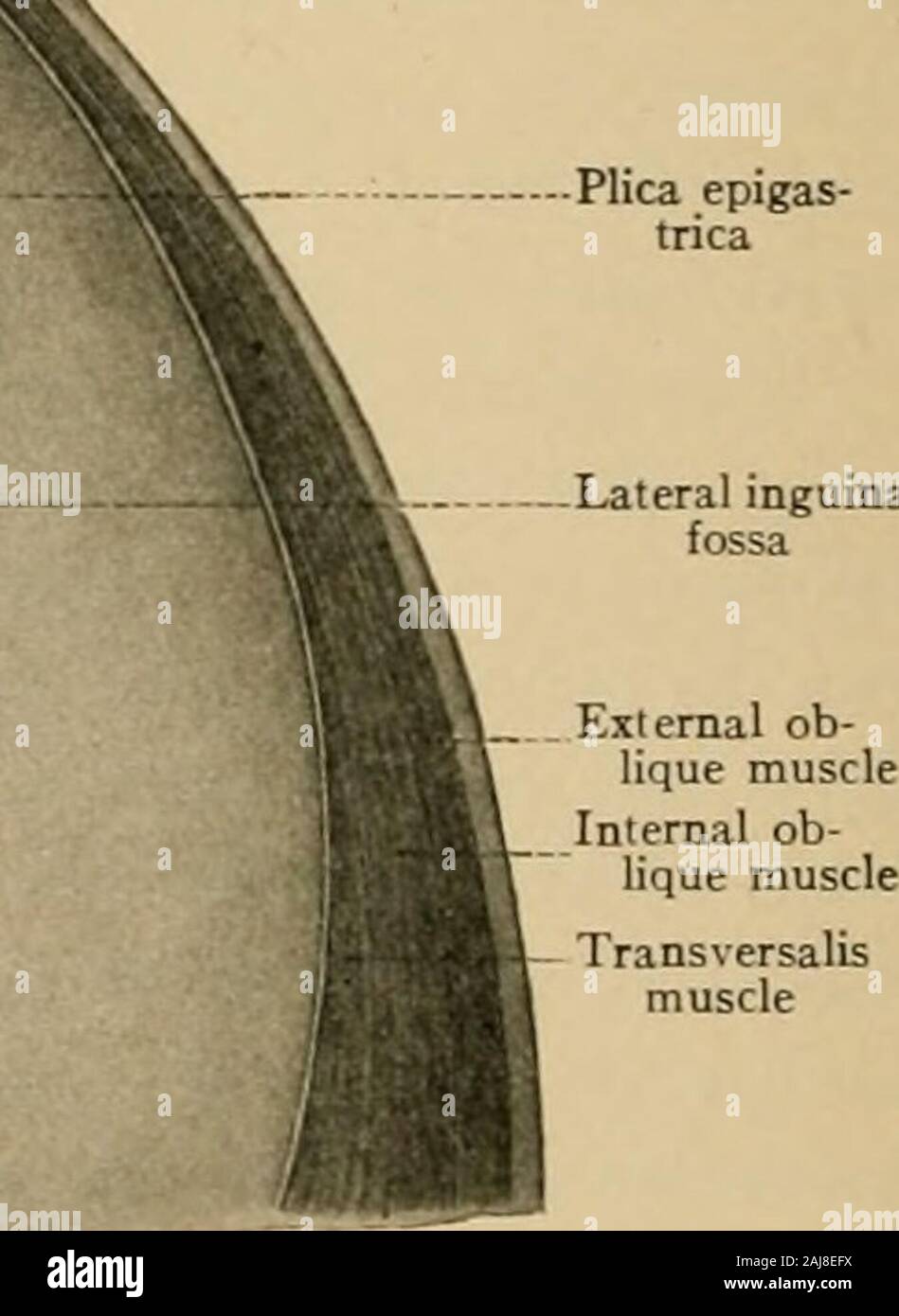 Texte et Atlas-livre de l'anatomie topographique et appliquée . Plica ...