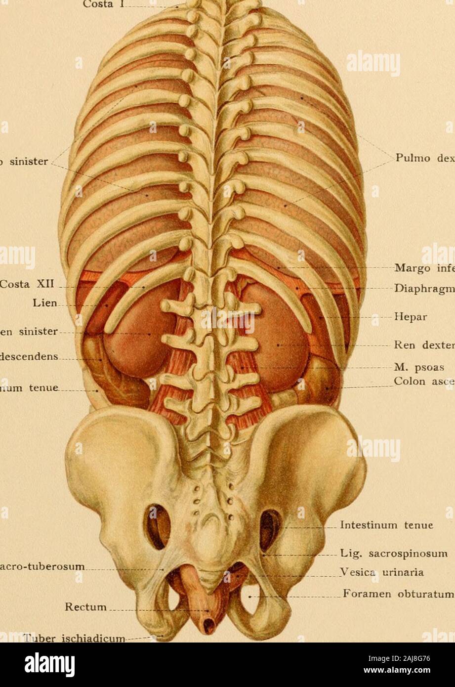 Texte et Atlas-livre de l'anatomie topographique et appliquée ...