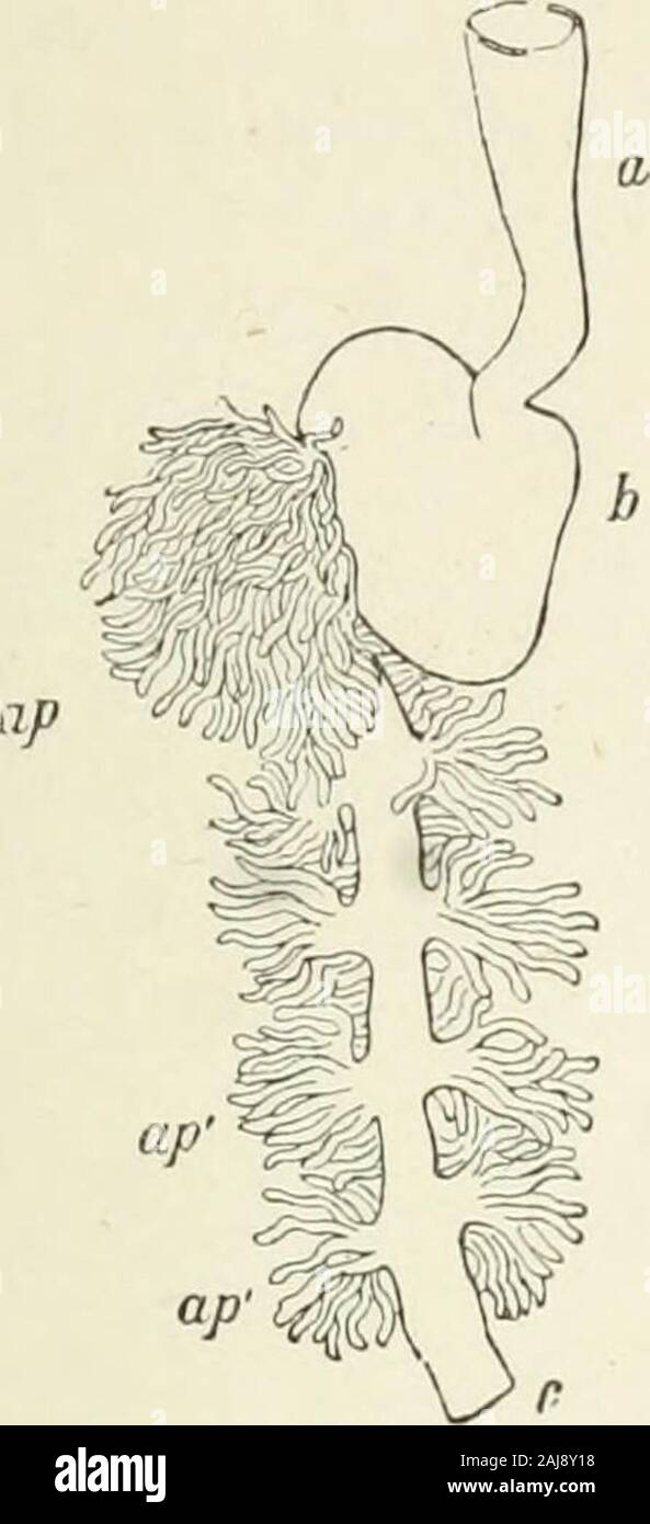 Un traité de zoologie . as de rétine ; 3, 4 : l'écran Retina, ou ...
