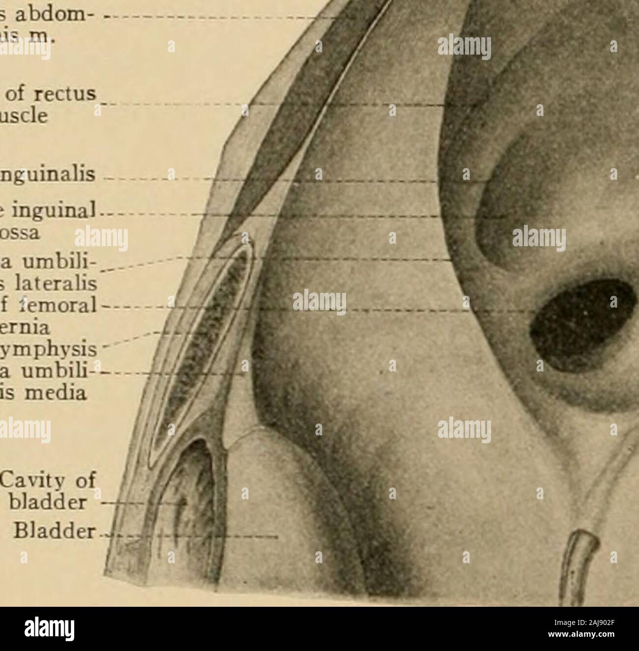Texte et Atlas-livre de l'anatomie topographique et appliquée . Plica ...