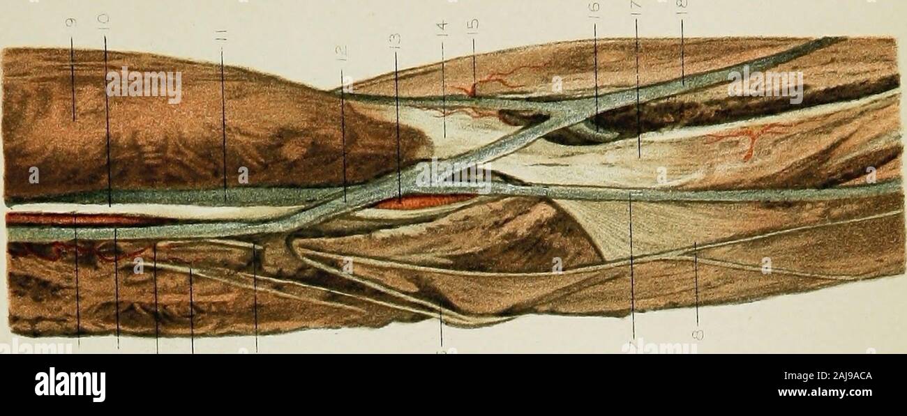 Anatomie régionale dans son rapport à la médecine et chirurgie ...