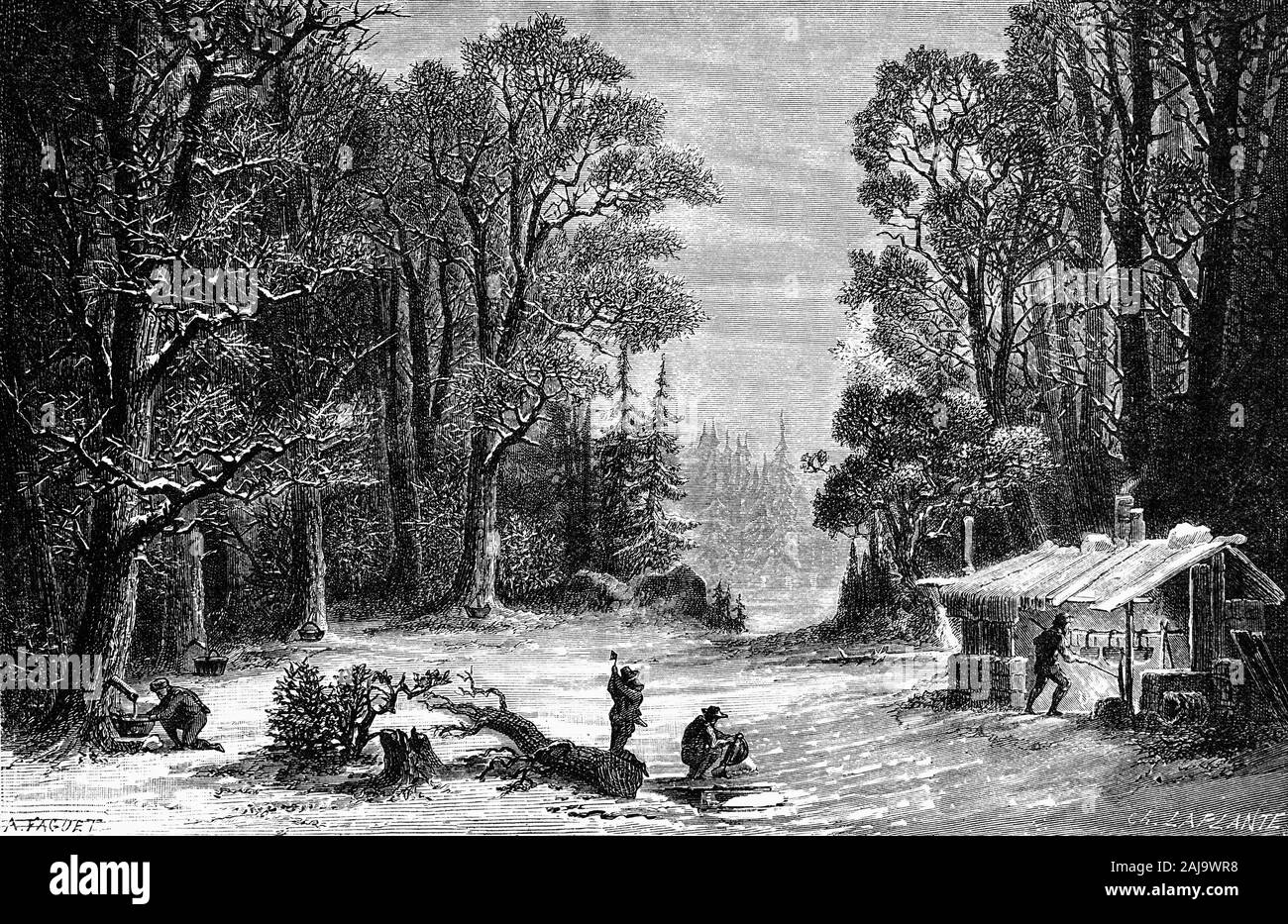 érable arbre à sucre canada Banque d'images noir et blanc - Alamy