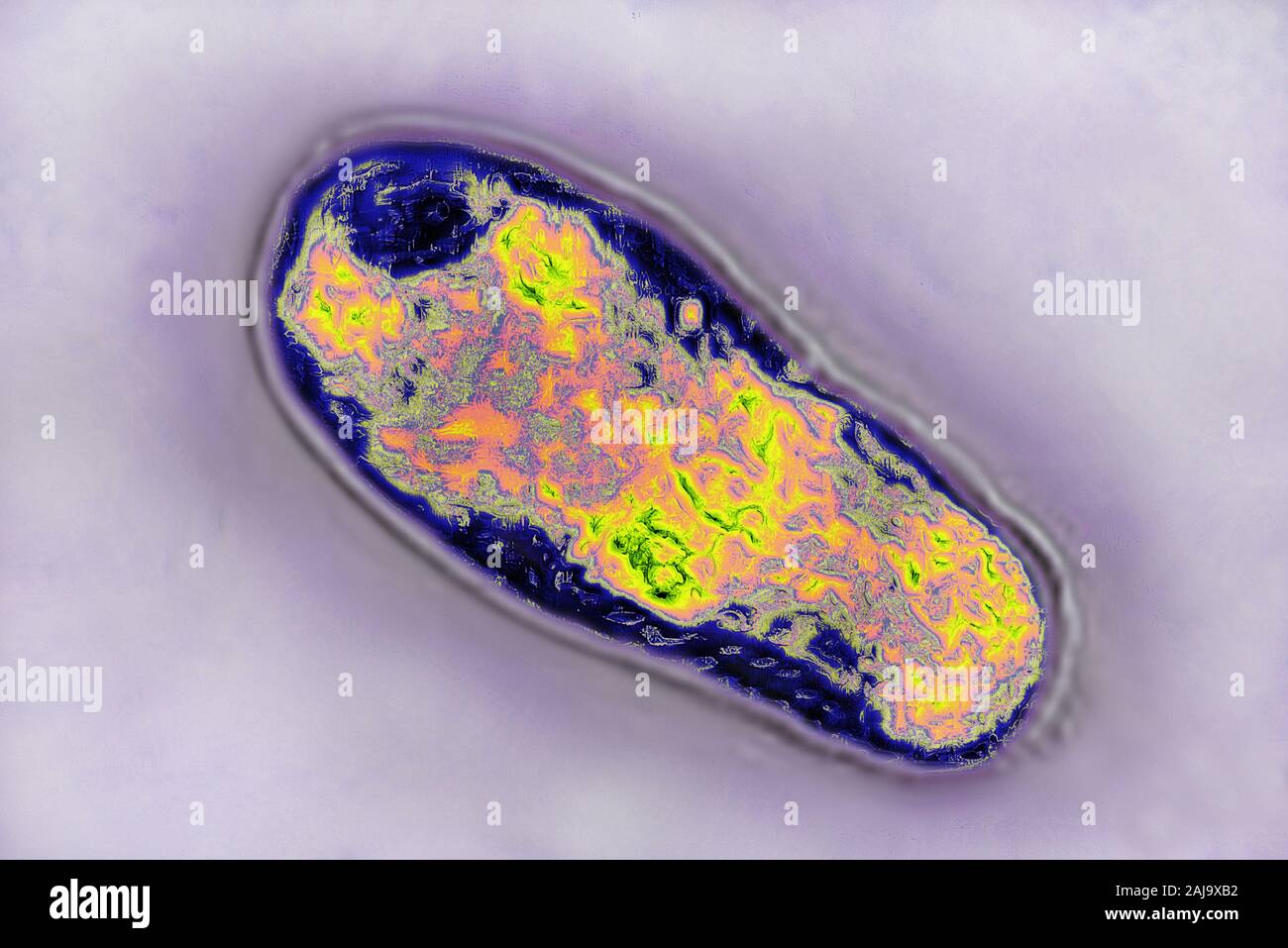 Brucella bacteria Banque de photographies et d’images à haute ...