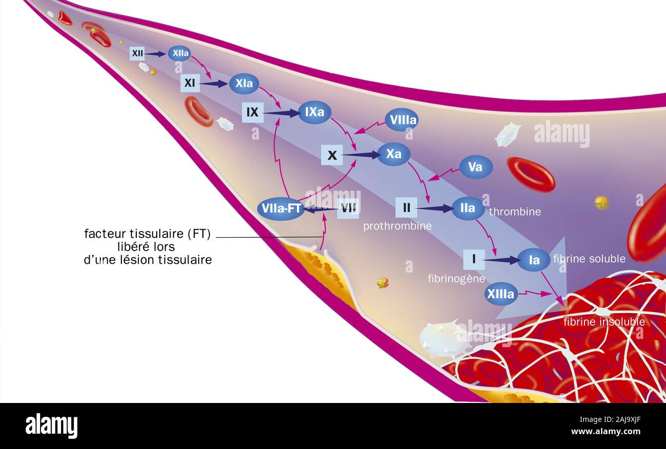 Cascade de la coagulation Photo Stock - Alamy