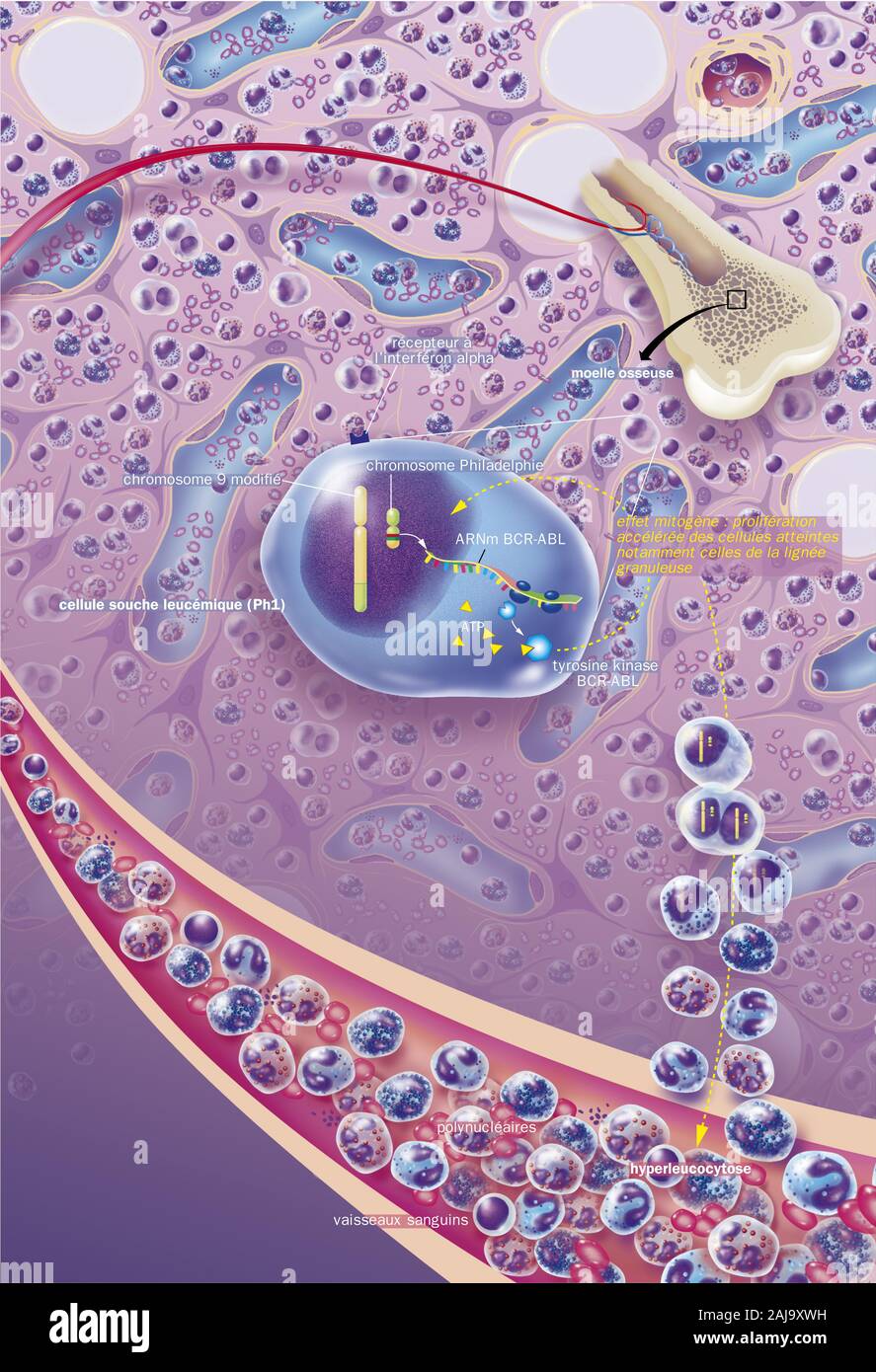 Myeloid leucocyte Banque de photographies et d’images à haute ...