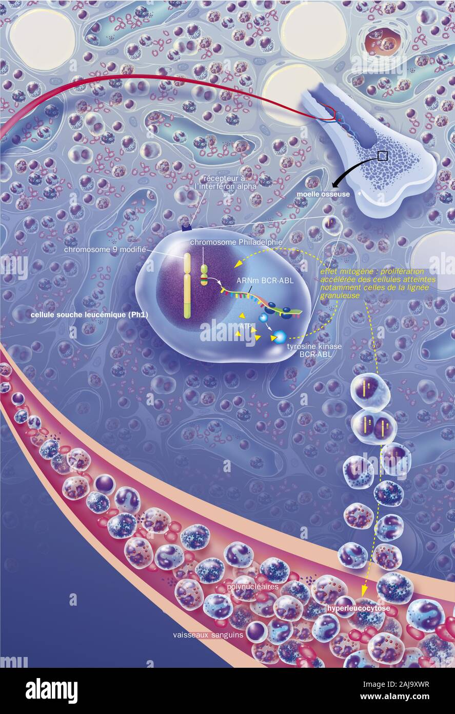 Myeloid leucocyte Banque de photographies et d’images à haute ...