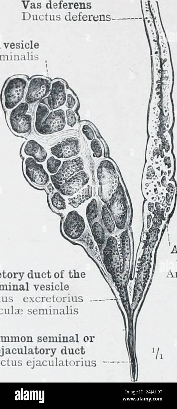 Canal canalaire déférent Banque de photographies et d’images à haute ...