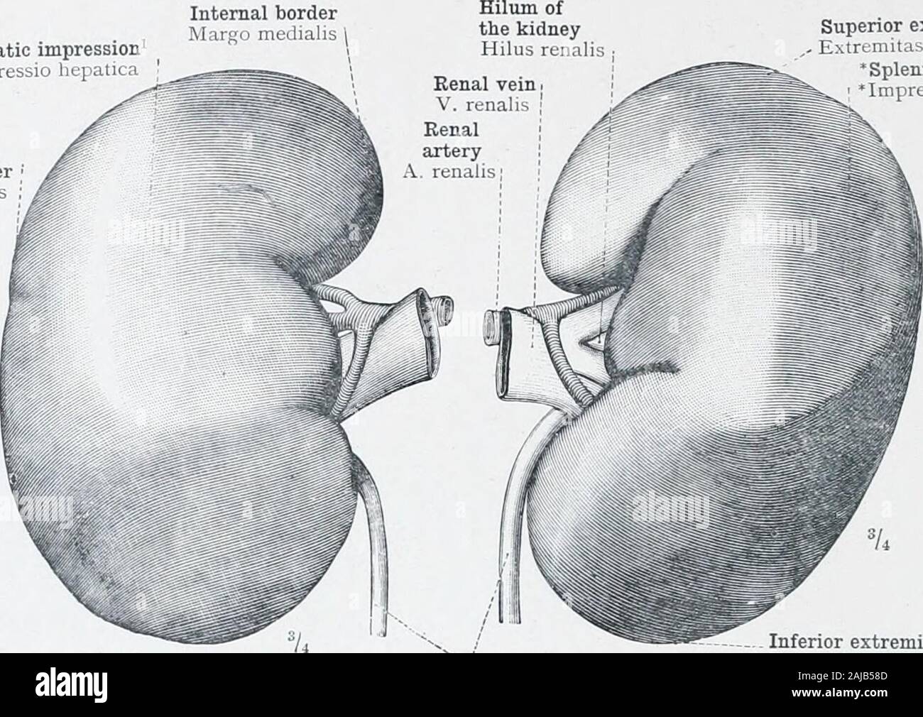 Lobes du foie Banque de photographies et d’images à haute résolution ...