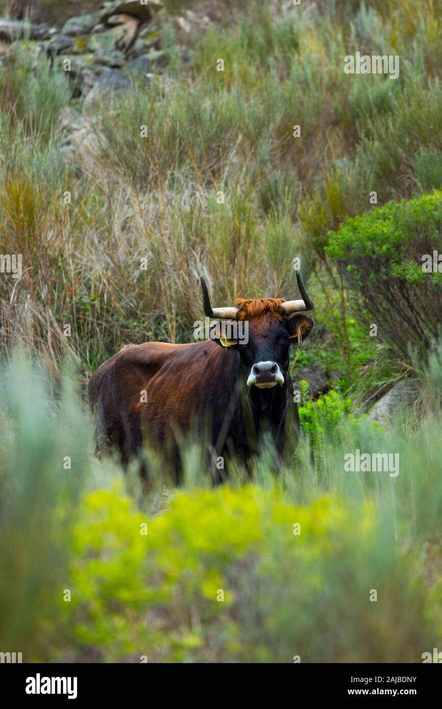 Vaca maronesa bovins sauvages race maronesa Banque de photographies et ...