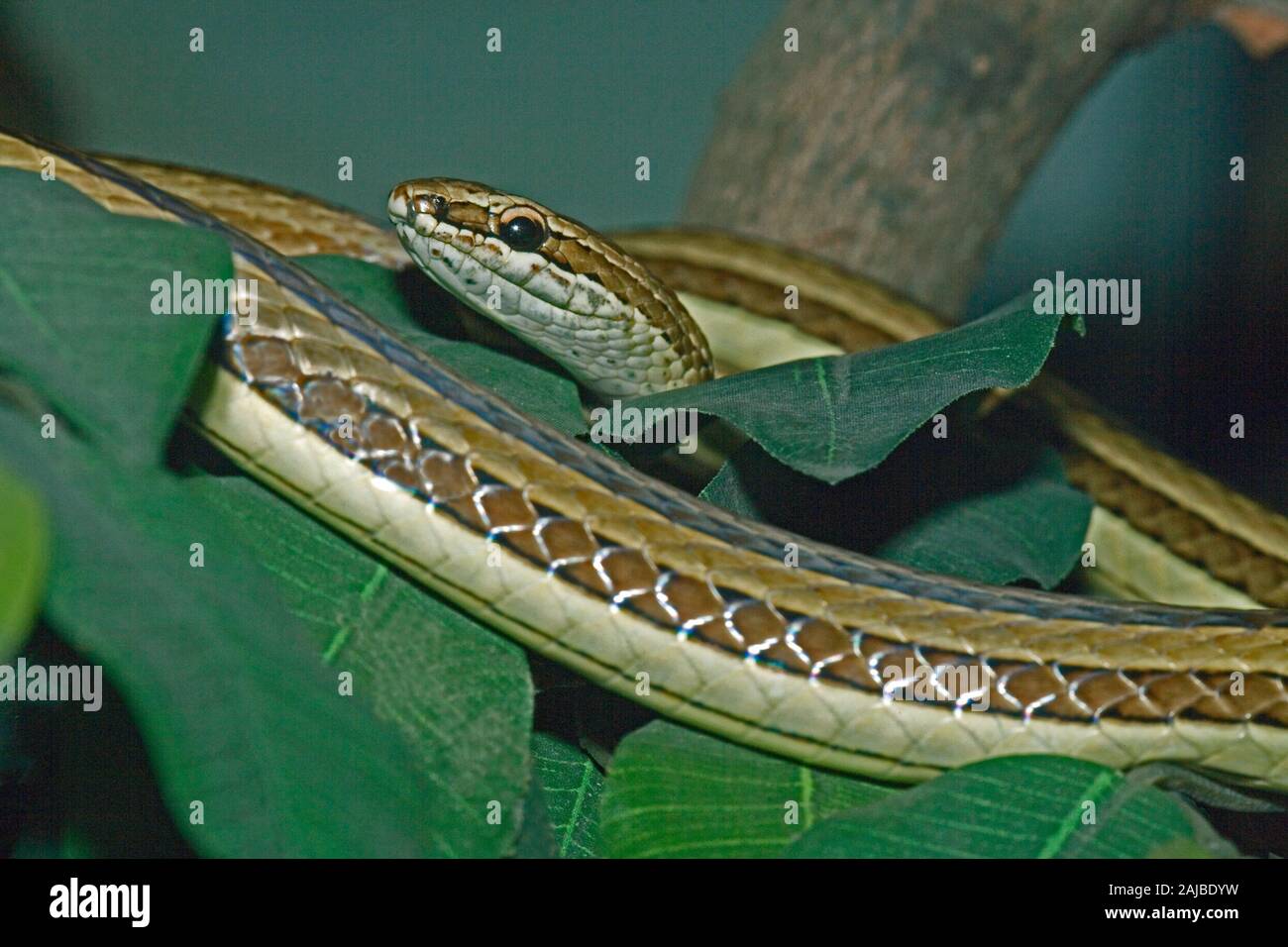 Colubridae de serpent commun Banque de photographies et d’images à ...