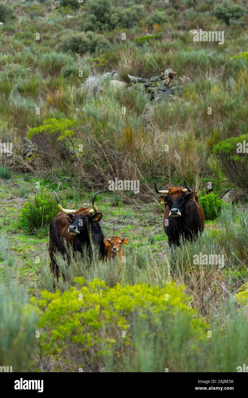 Vaca maronesa bovins sauvages race maronesa Banque de photographies et ...